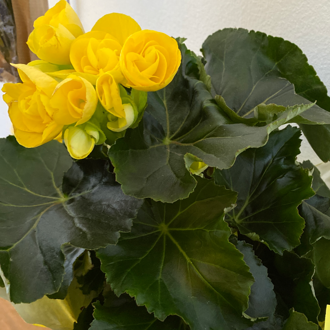 When and Where Should I Trim My Tuberous Begonia?