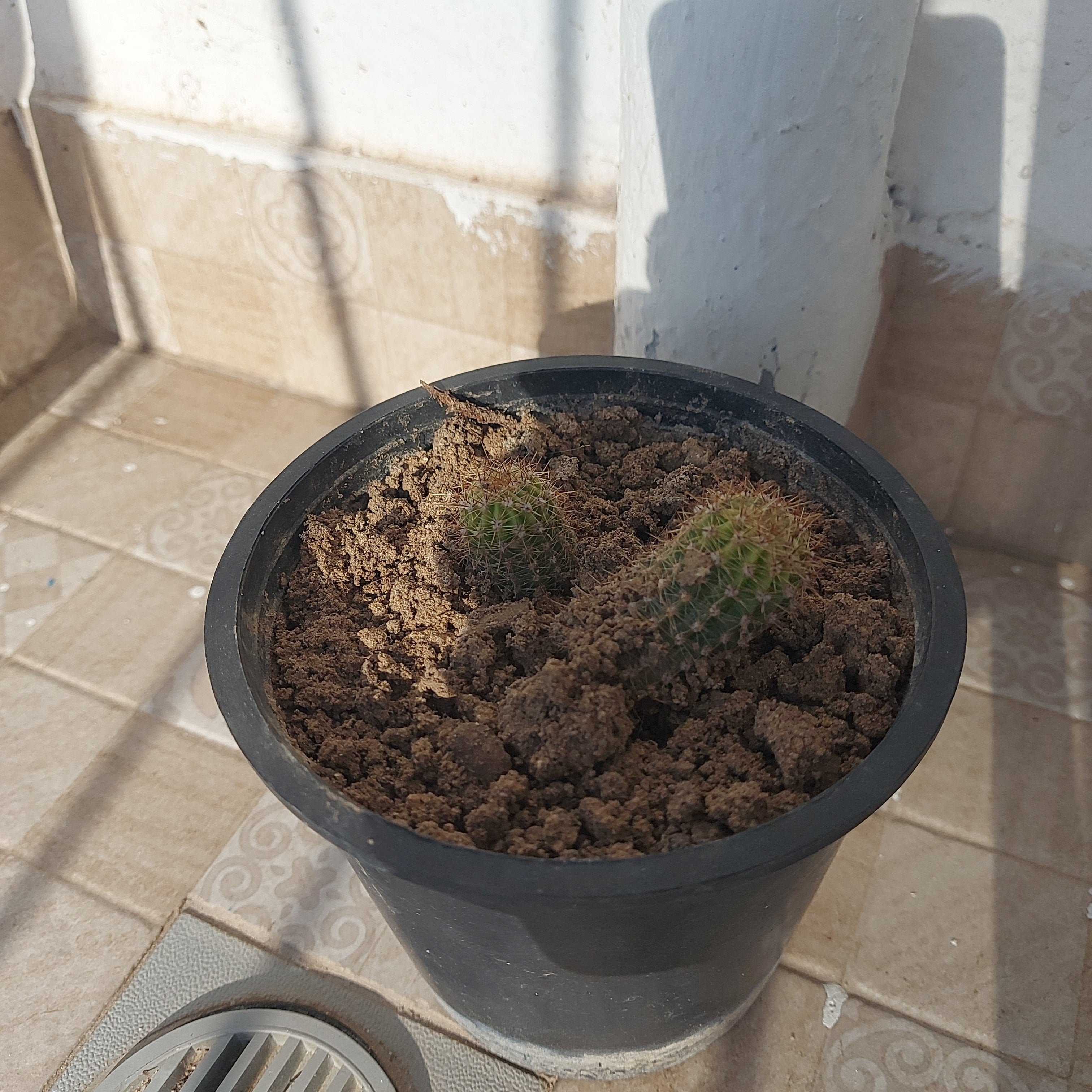 🍬 What Temperature Does My Candy Barrel Cactus Need?