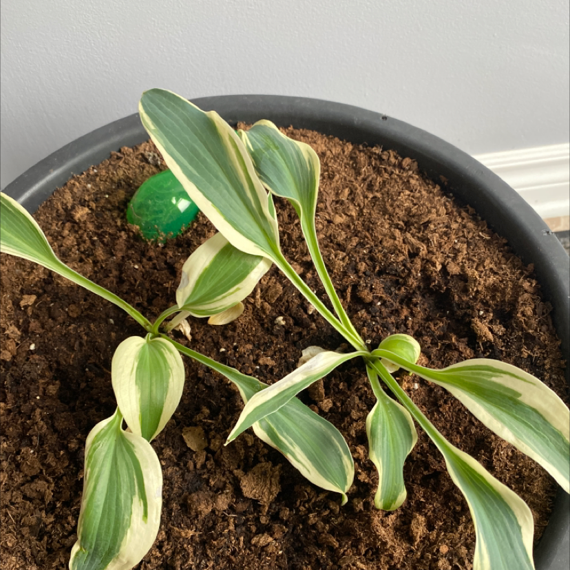 What Do I Do About hosta 'patriot' root rot?