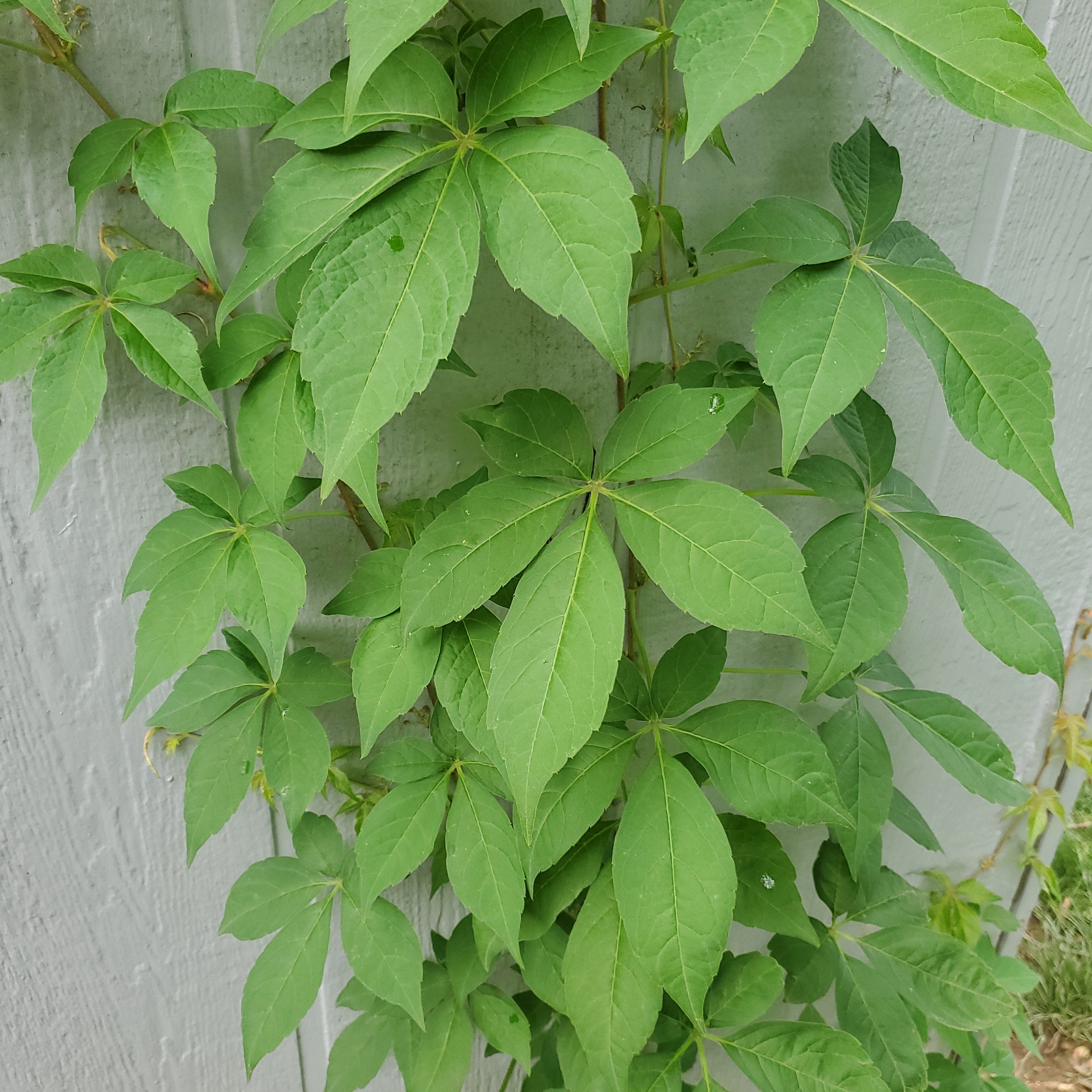 Propagating Your Virginia Creeper: Step-by-Step Guide