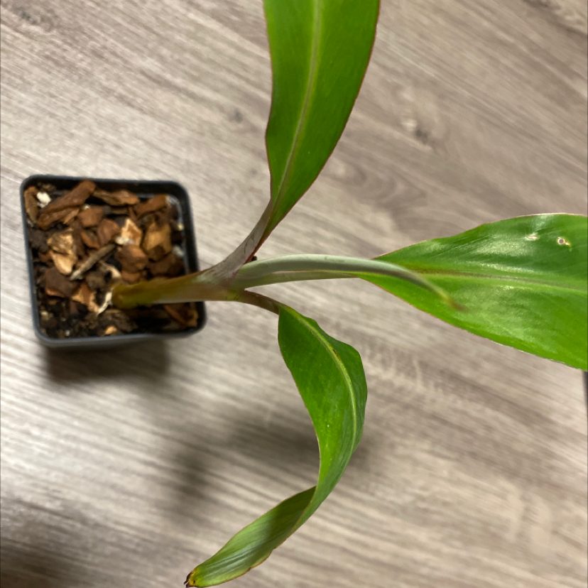 🍌 Why Are My Banana Leaves Falling Over?