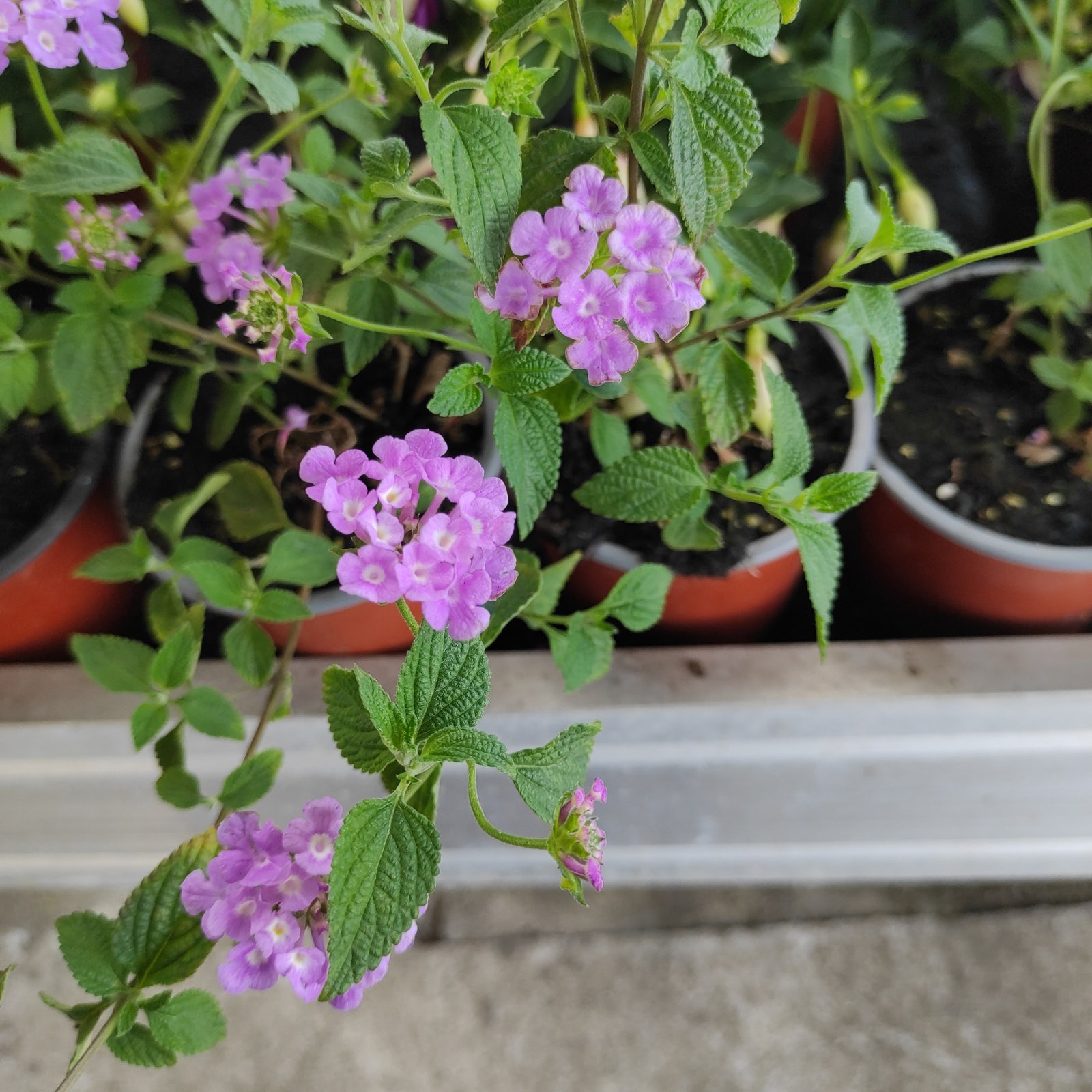 Best Soil for Trailing Lantana Best Soil for Trailing Lantana