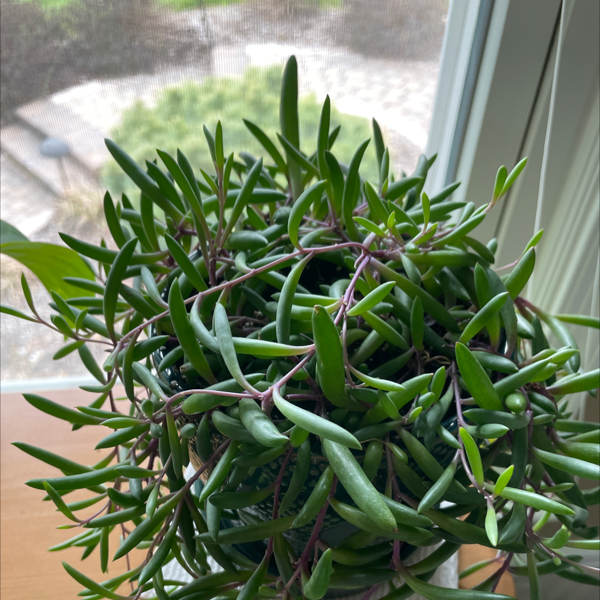 Common ruby necklace Problems