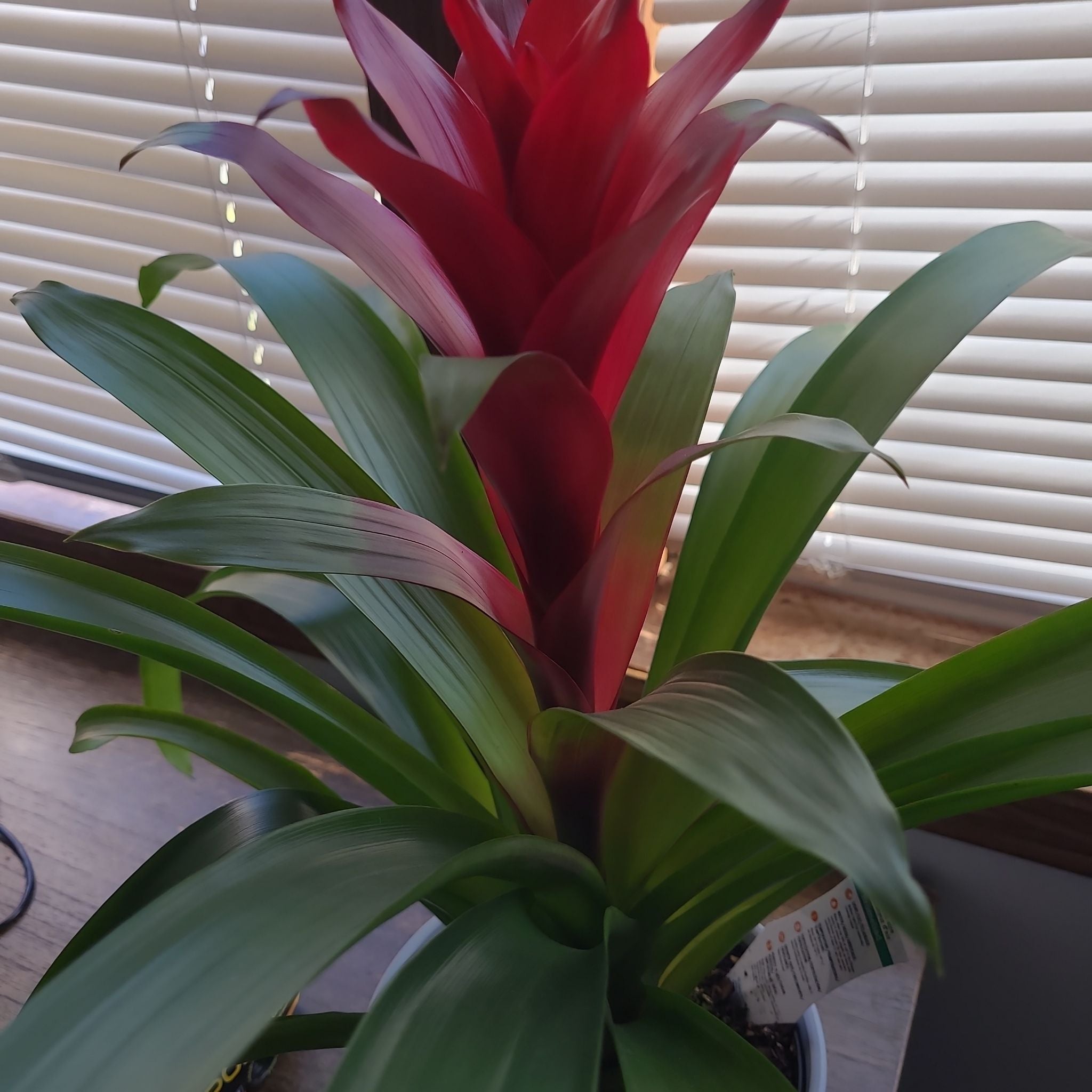 Black Spots on My Aechmea fasciata 'Primera' Leaves