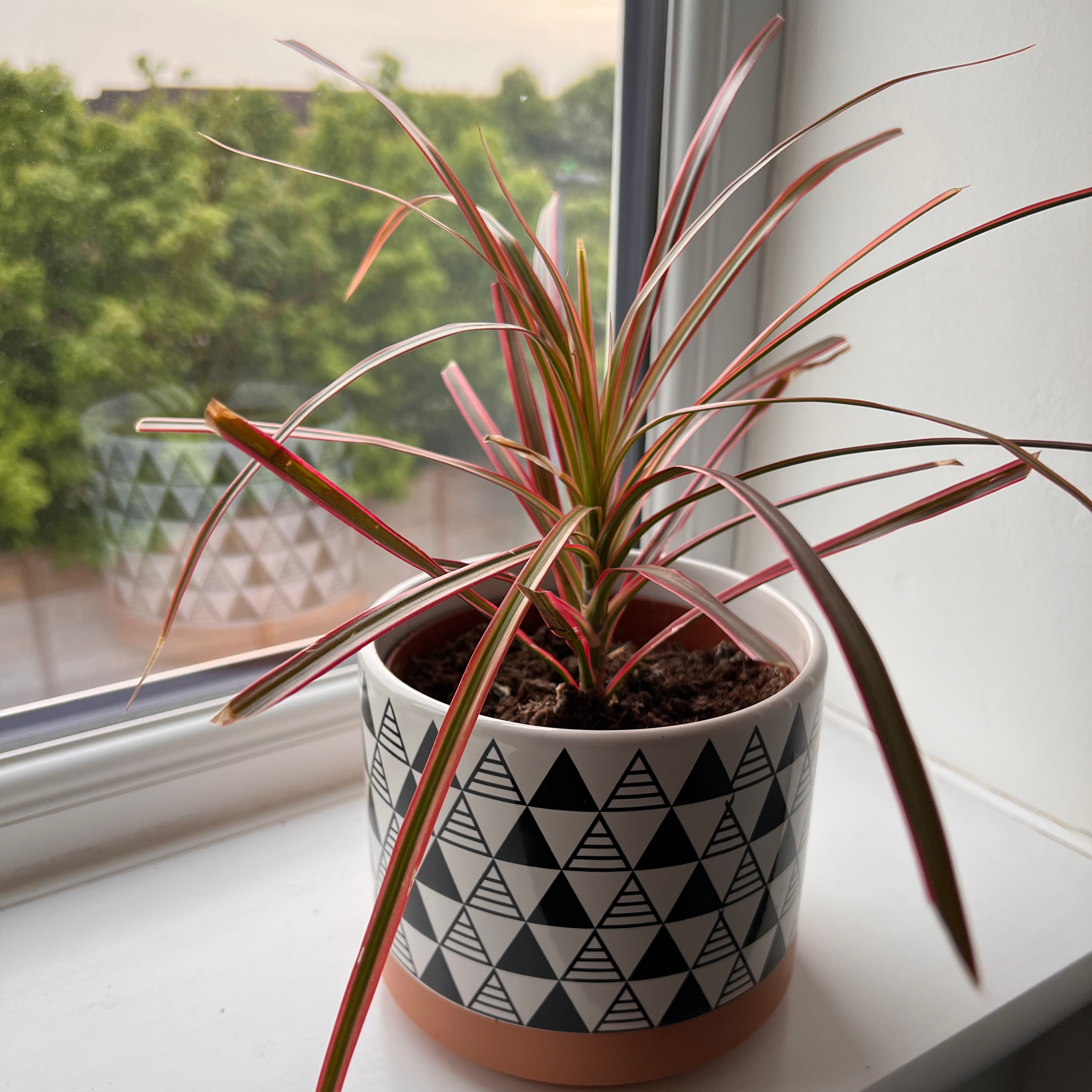 🐞 What Are The Bugs on My Madagascar Dragon Tree?