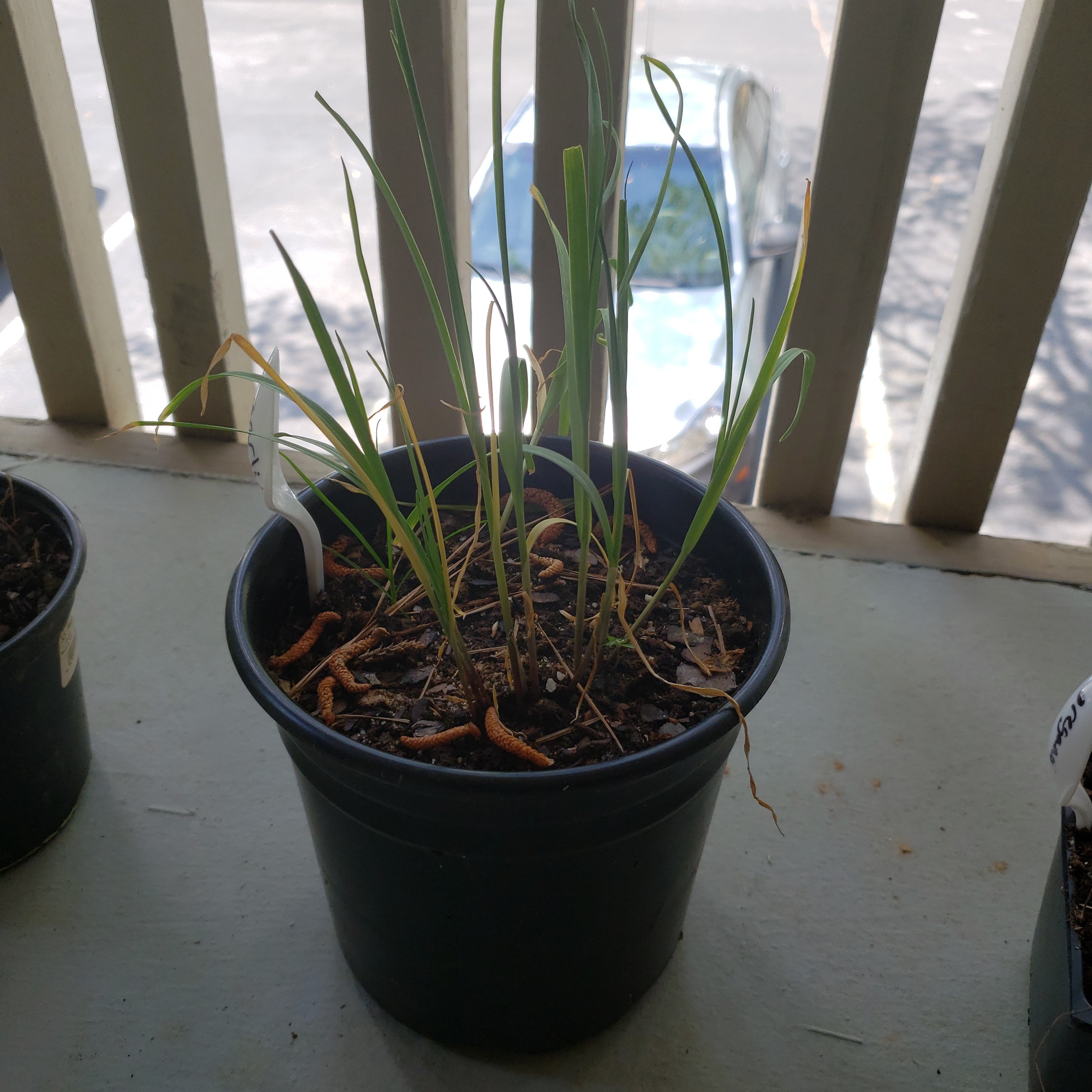 Why Are There Brown Spots on My Garlic Leaves?