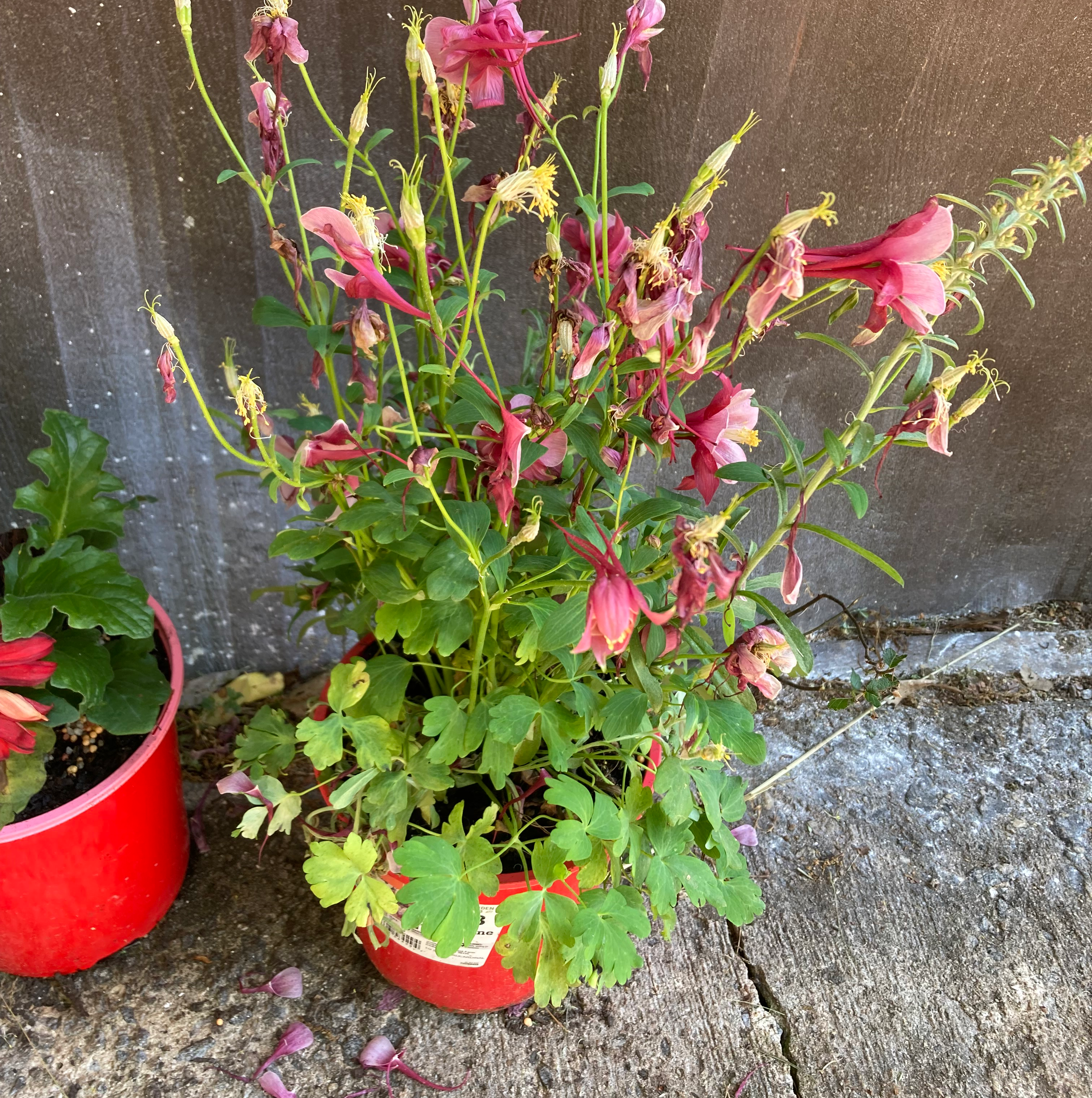 Why Are the Leaves on My Common Columbine Turning Yellow?