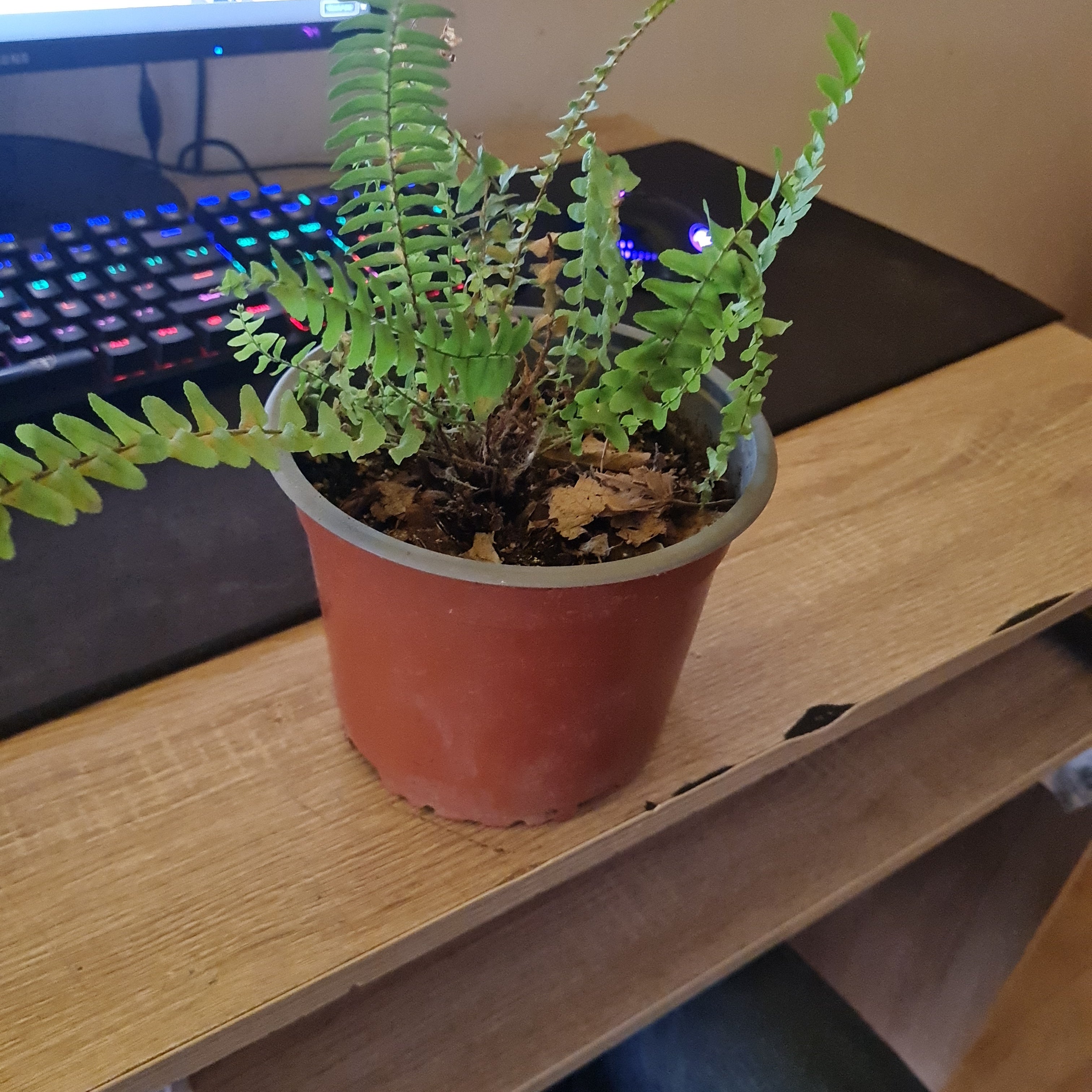 Why Are There Brown Spots on My Northern Maidenhair Fern?