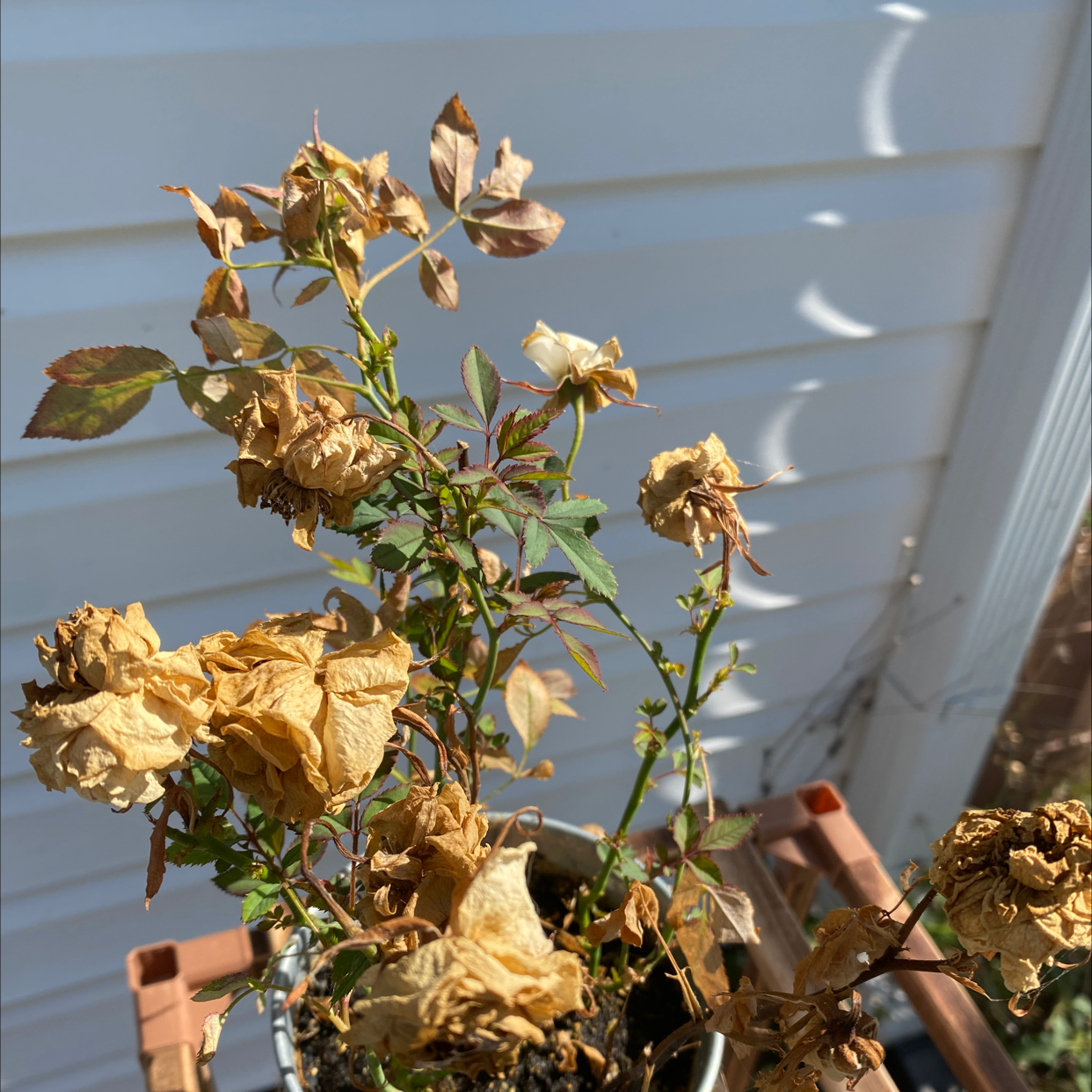 Why Are There Brown Spots on My Multiflora Rose Leaves?