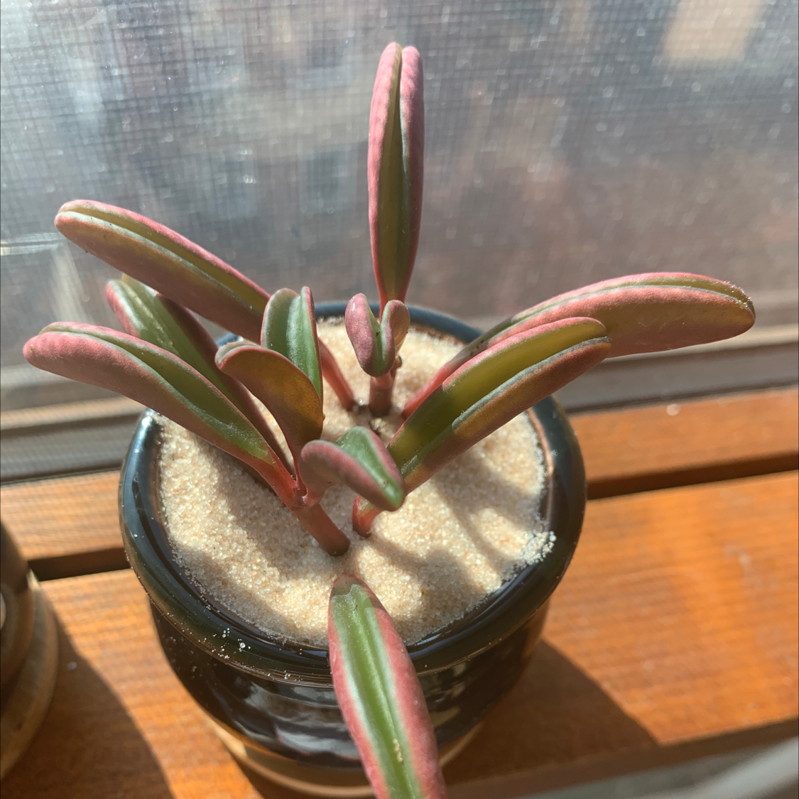 Peperomia Graveolens 'Ruby Glow' Direct Sunlight