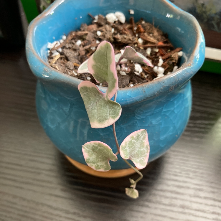 Why Is My Rosary Vine Dropping Leaves?