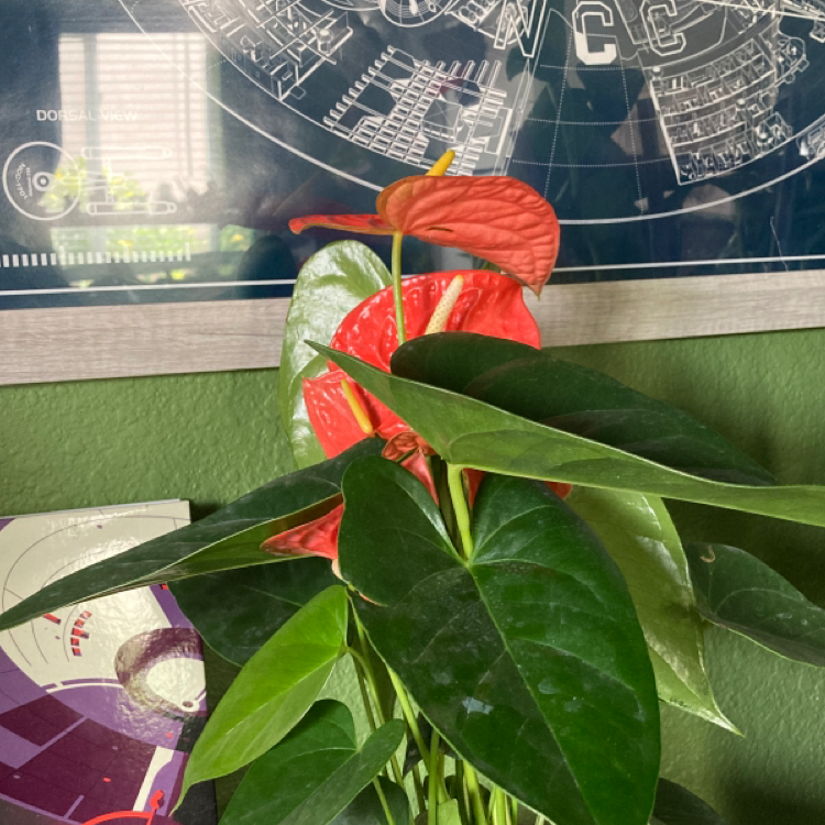 🦩 How Should Flamingo Flower Be Cut Back?