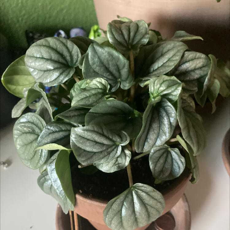 10 Advantages Of Having A Emerald Ripple Peperomia