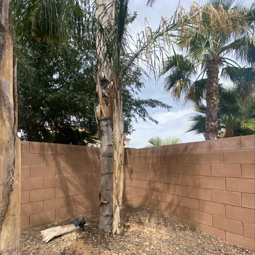 Common Queen Palm Problems