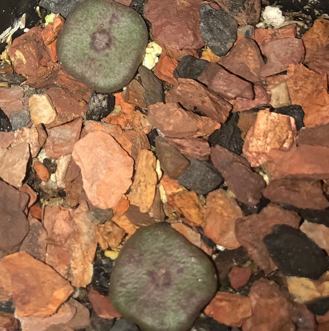 Conophytum cubicum Care 101: Water, Light & Growing Tips