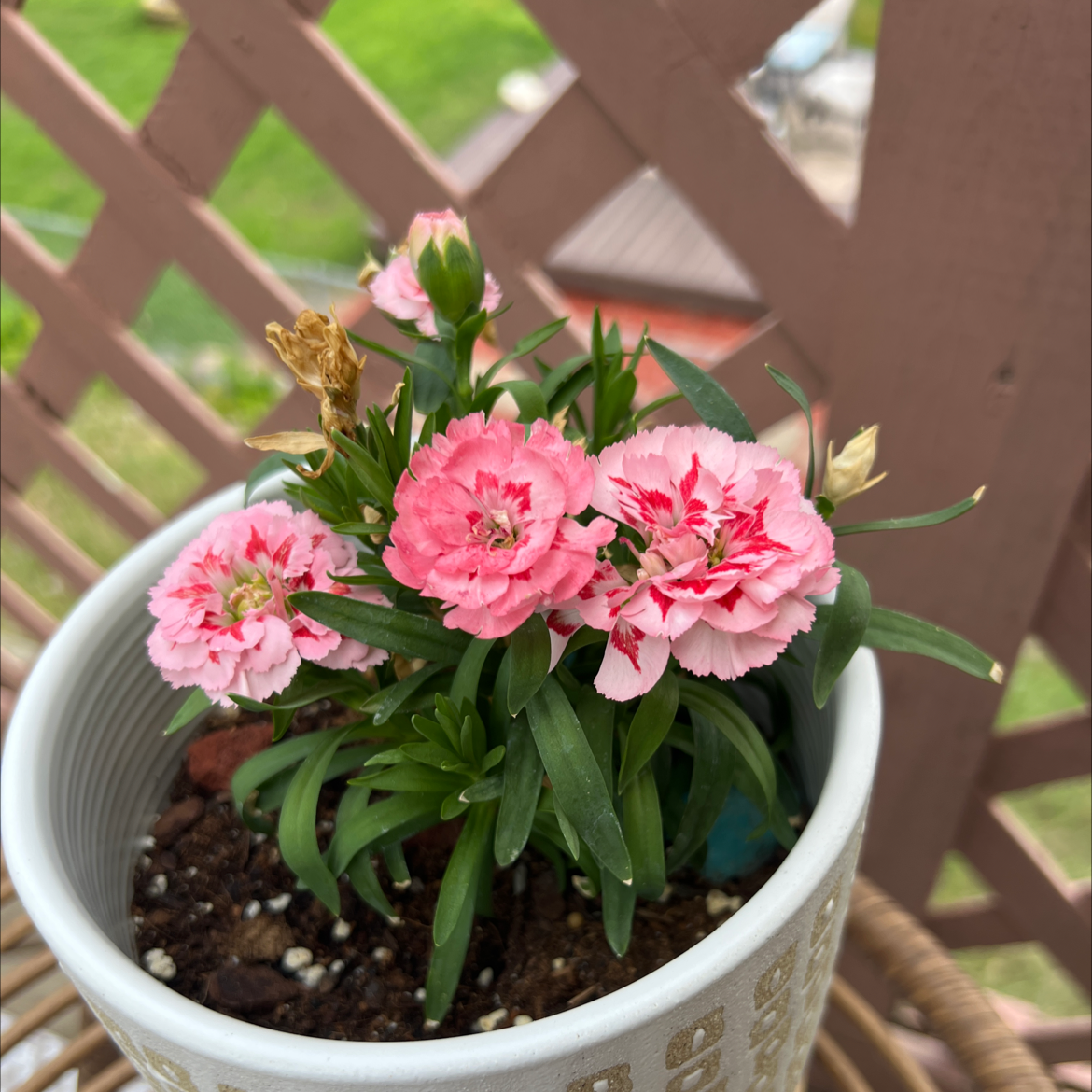 🌸 What Does It Mean When Border Carnation Blooms?