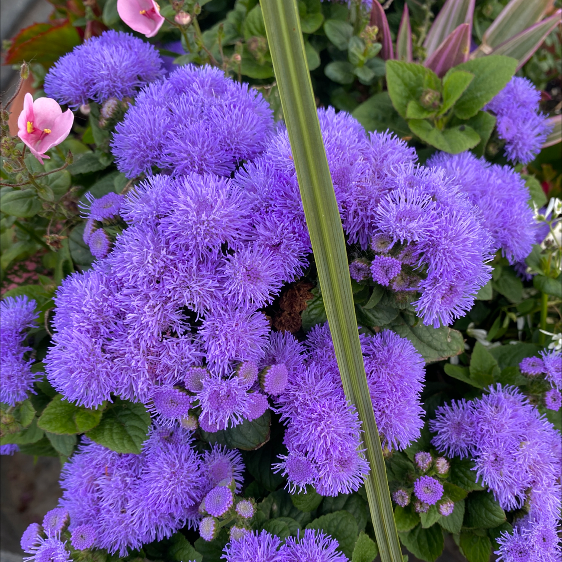 Symbolism and Benefits of the Flossflower