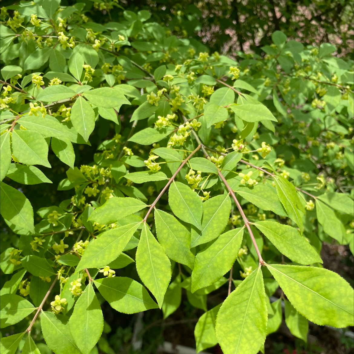 Burning Bush - Ultimate Guide to Fertilizing