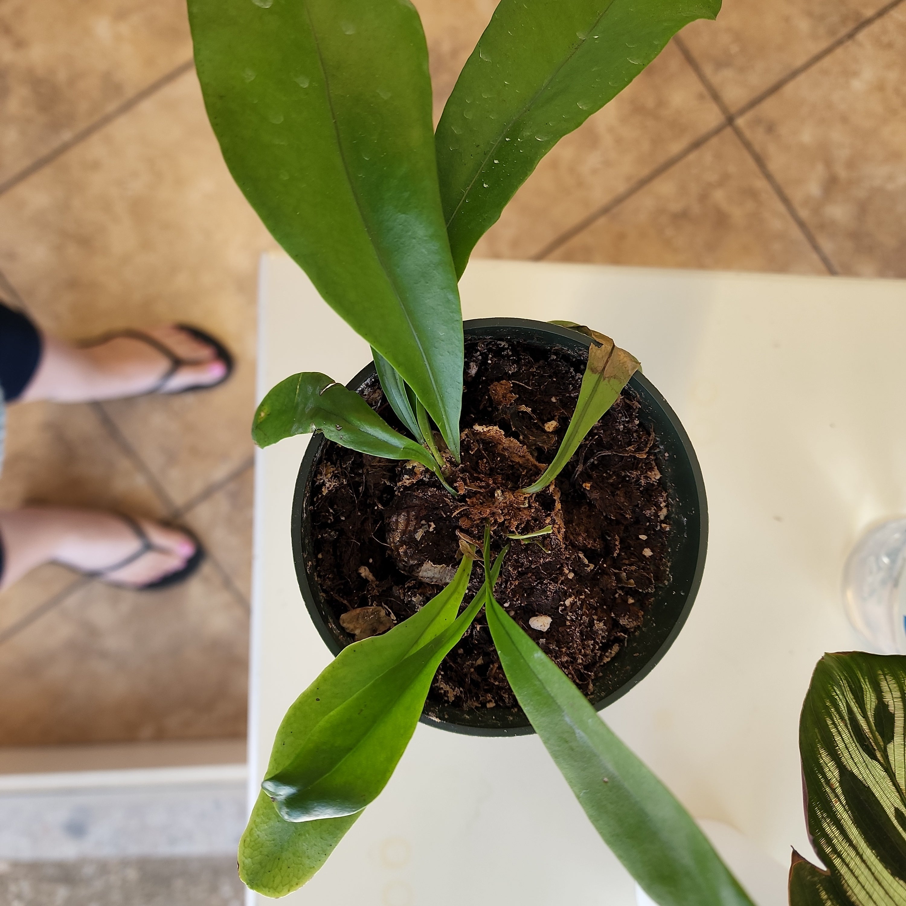 Black Spots on My Microsorum 'Green Flame' Leaves