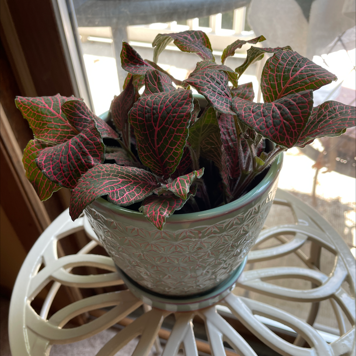 🐛 What To Do About Bugs on My Red Anne Nerve Plant?