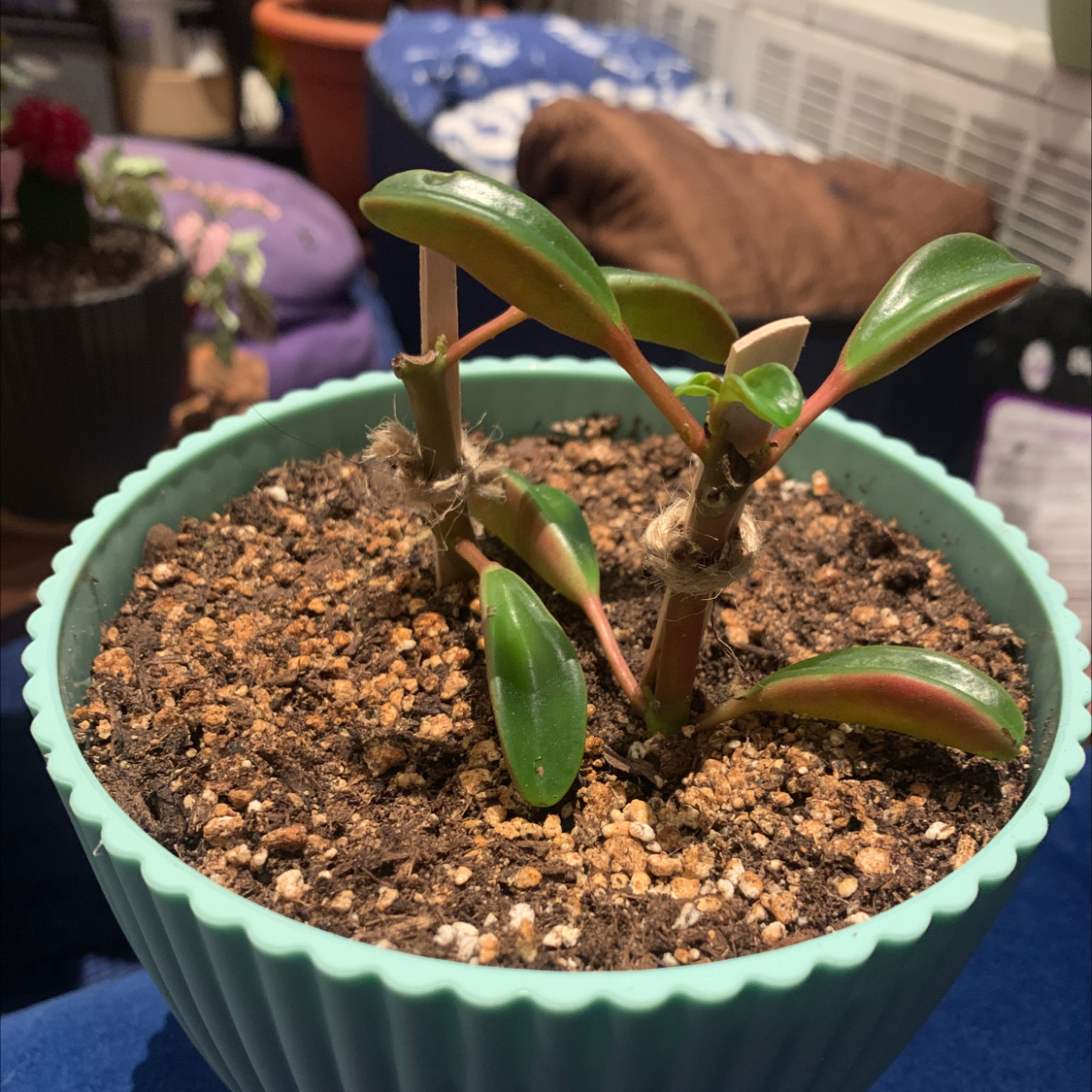 10 Advantages of Having a Peperomia graveolens 'Ruby Glow'