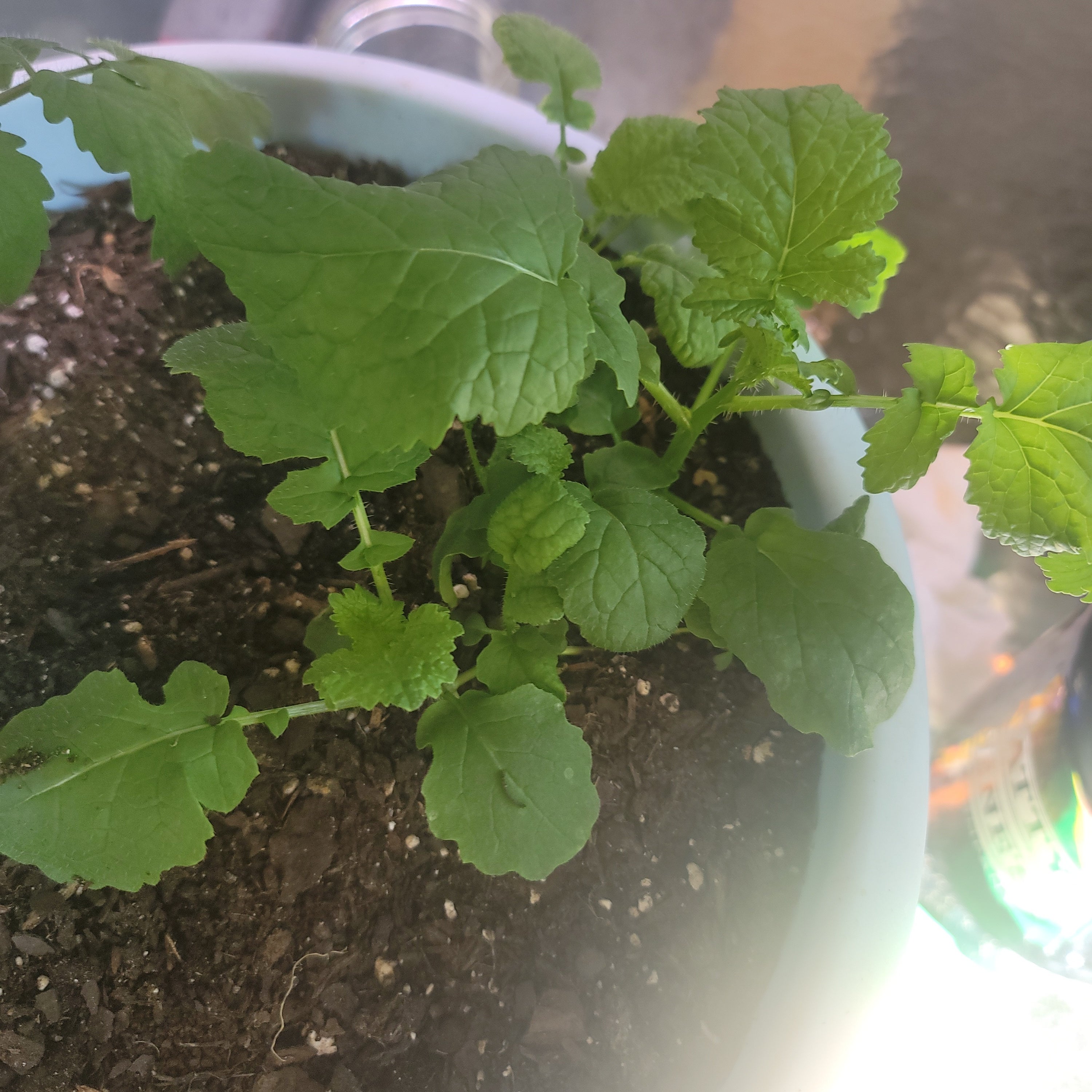 Propagating Your Wild Radish: Step-by-Step Guide