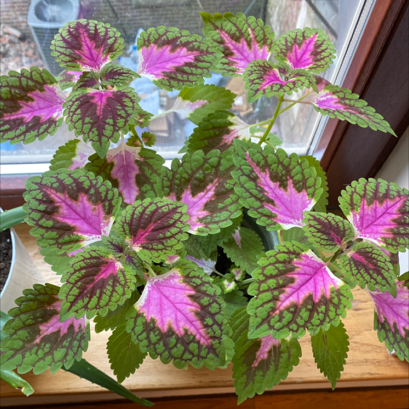 coley | A plant by @elenadob on Greg