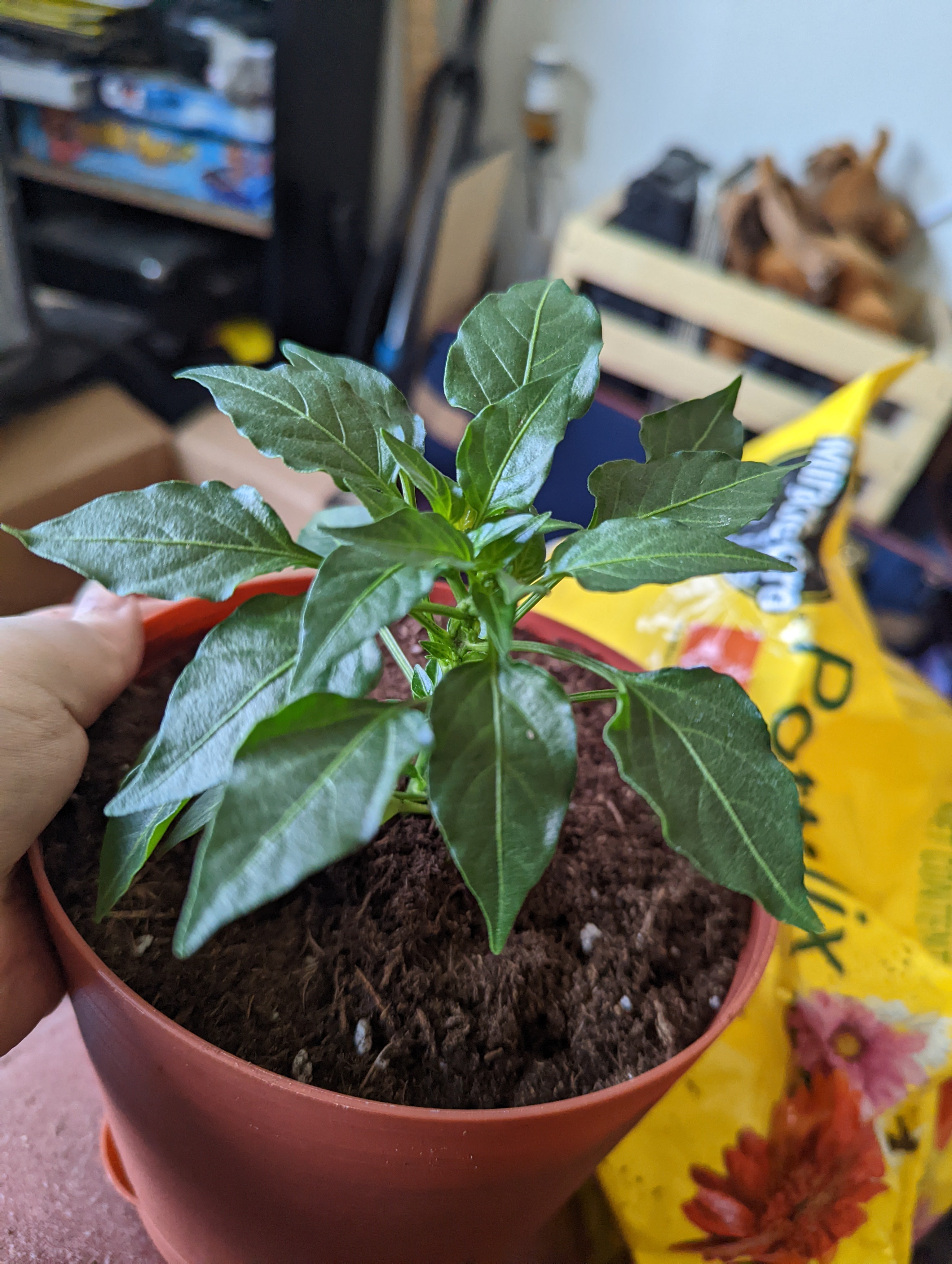 🌶️ Symbolism and Benefits of the Cheyenne Chilli Pepper