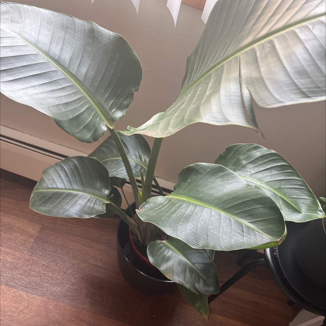 Monet | A plant by @AgaveFave on Greg