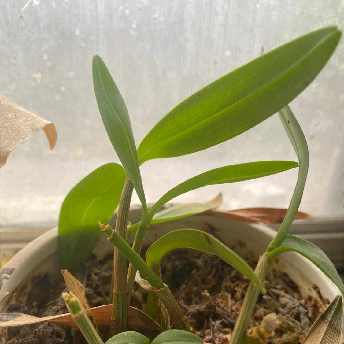 10 Benefits of Having a Angular Solomon's Seal