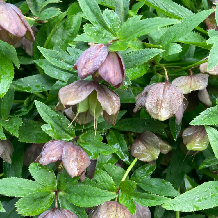 How Do I Fix Lenten Rose Root Rot?