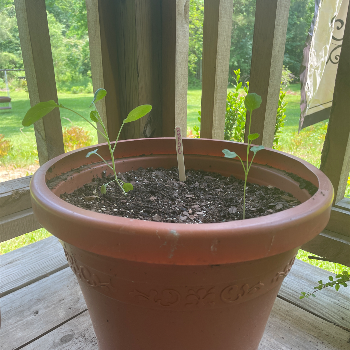 Propagating My Broccoli: Step-by-Step Guide