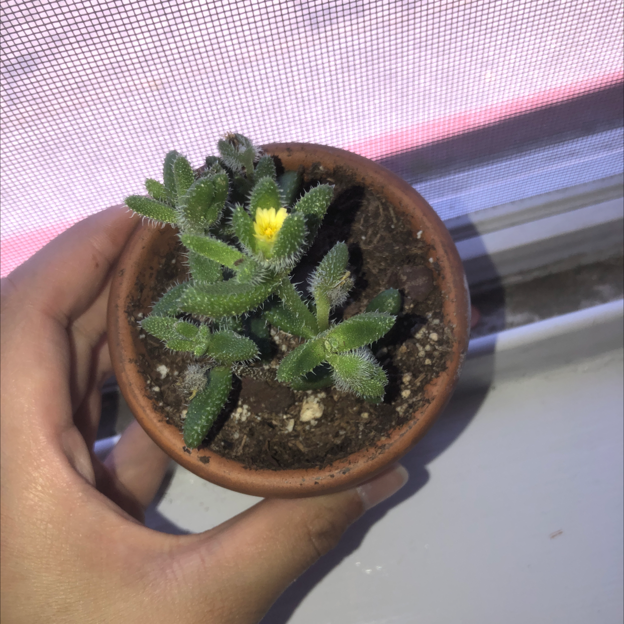 Hemizonella Plant Care: Water, Light, Nutrients | Greg App 🌱