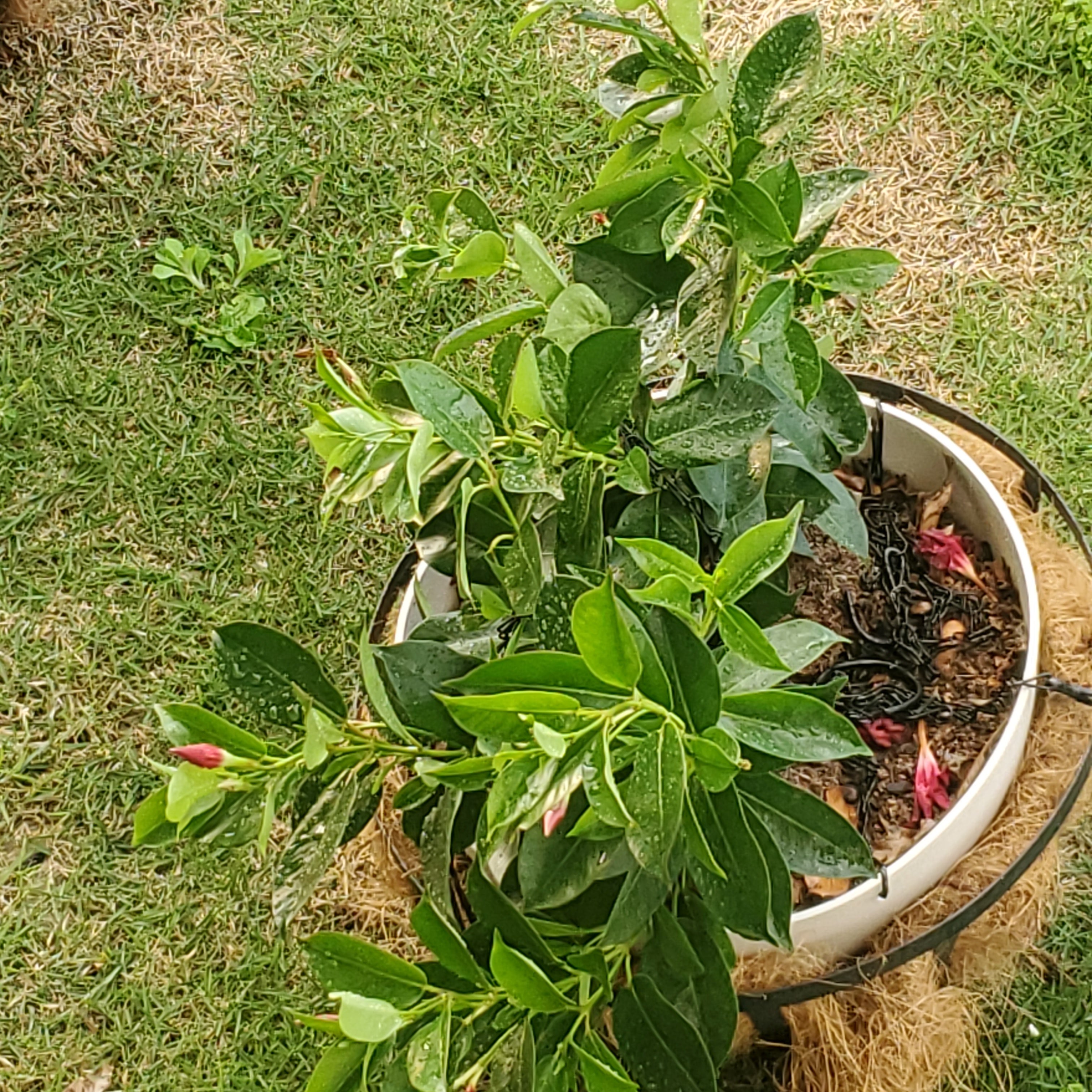 Waxleaf Privet Root Rot Solutions