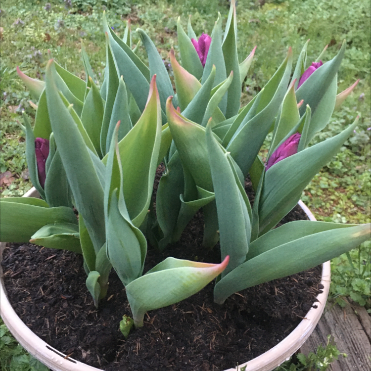 🌷 Why Are There Brown Spots on My Garden Tulip Leaves?