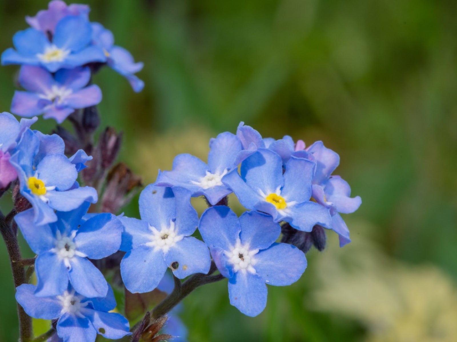 Why Does My Alpine forget-me-not Have Yellow Leaves?