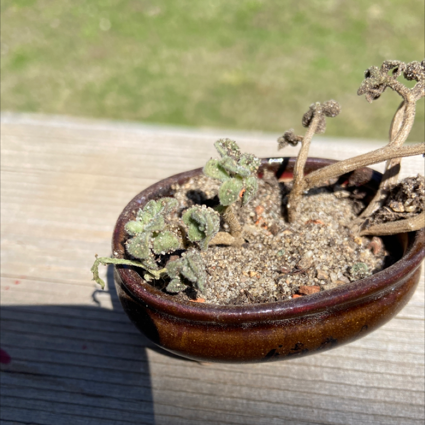 Keep Your Desert Biscuitroot Alive: Light, Water & Care Instructions