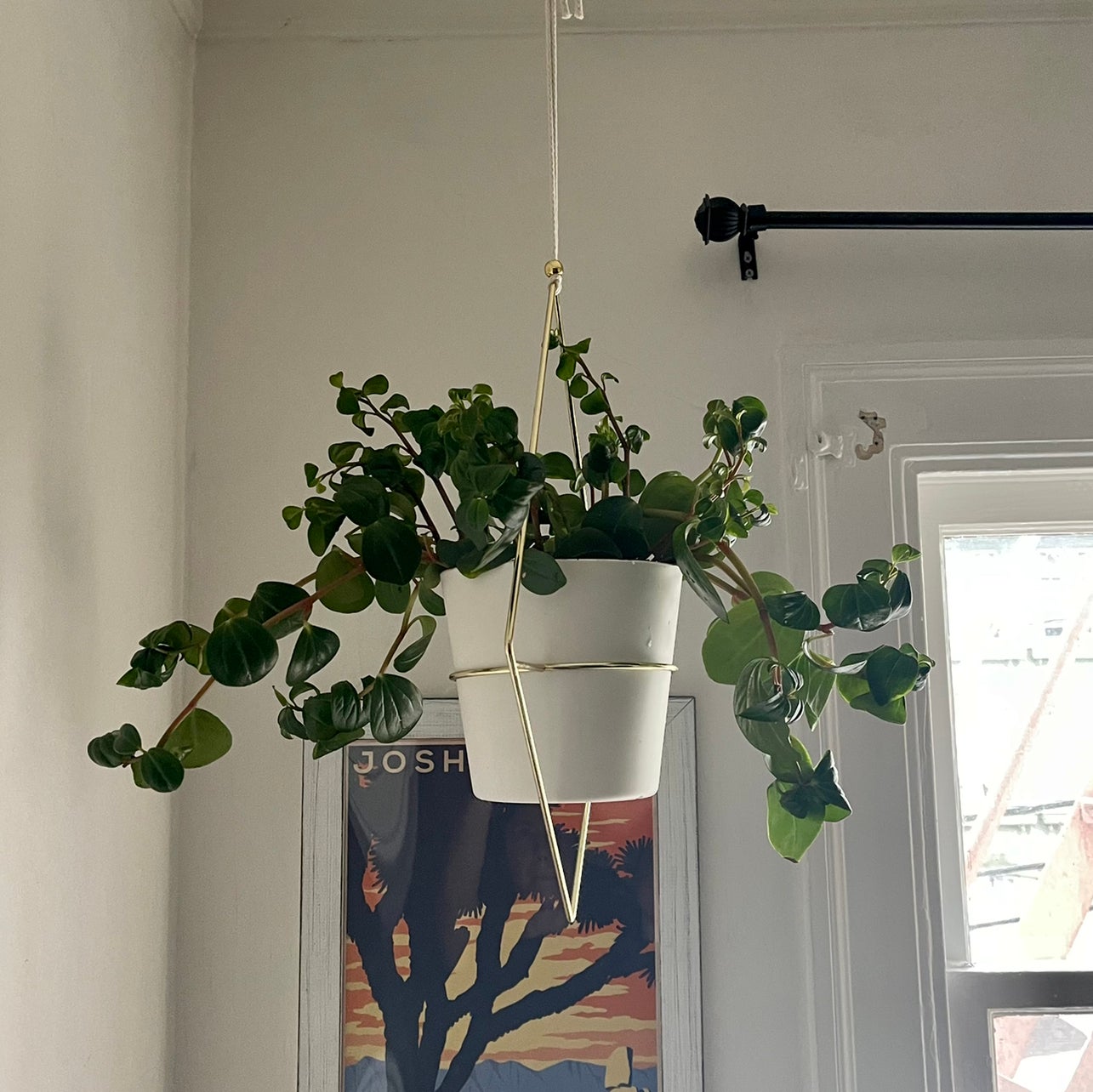 Light Requirements For My Radiator Plant