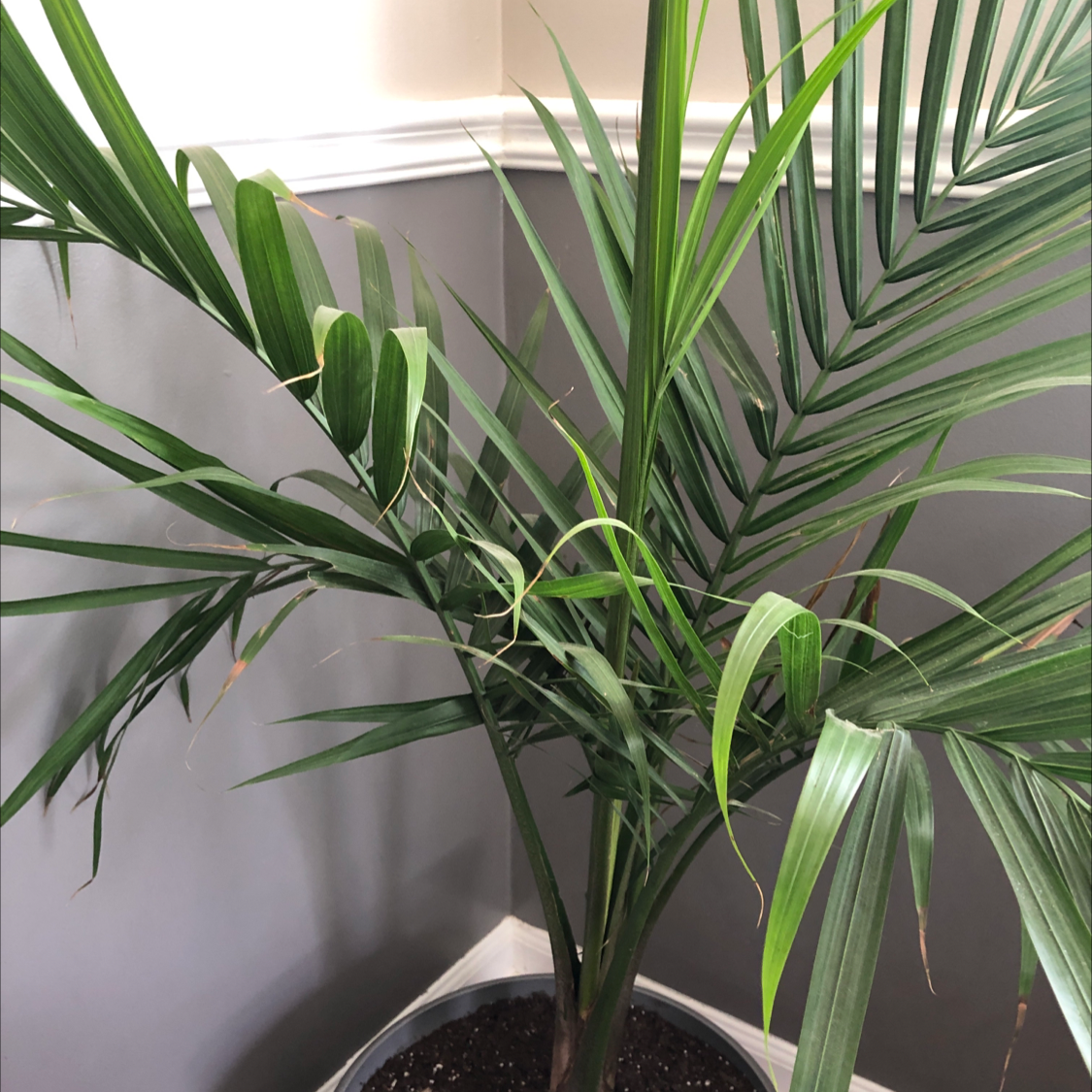 🐛 What Are The Bugs on My Cat Palm?