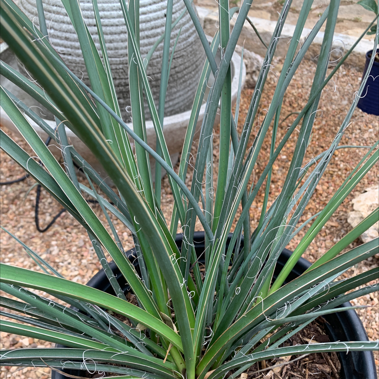 10 Advantages of Having a Red Yucca