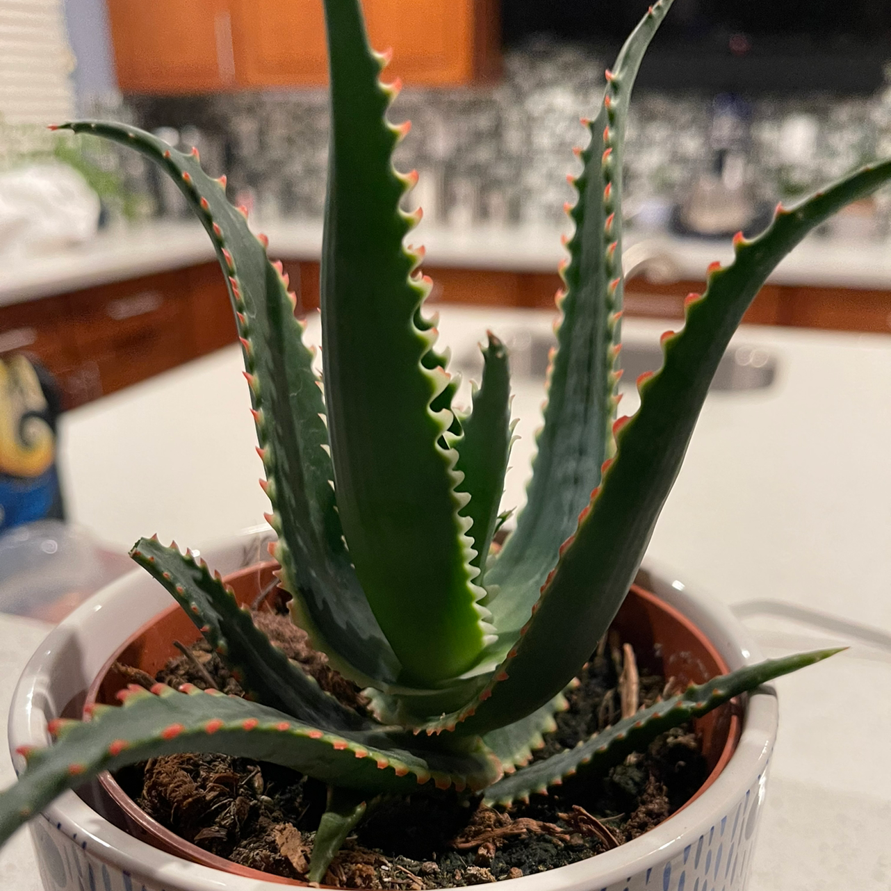 Soil Recommendations for Cape Aloe