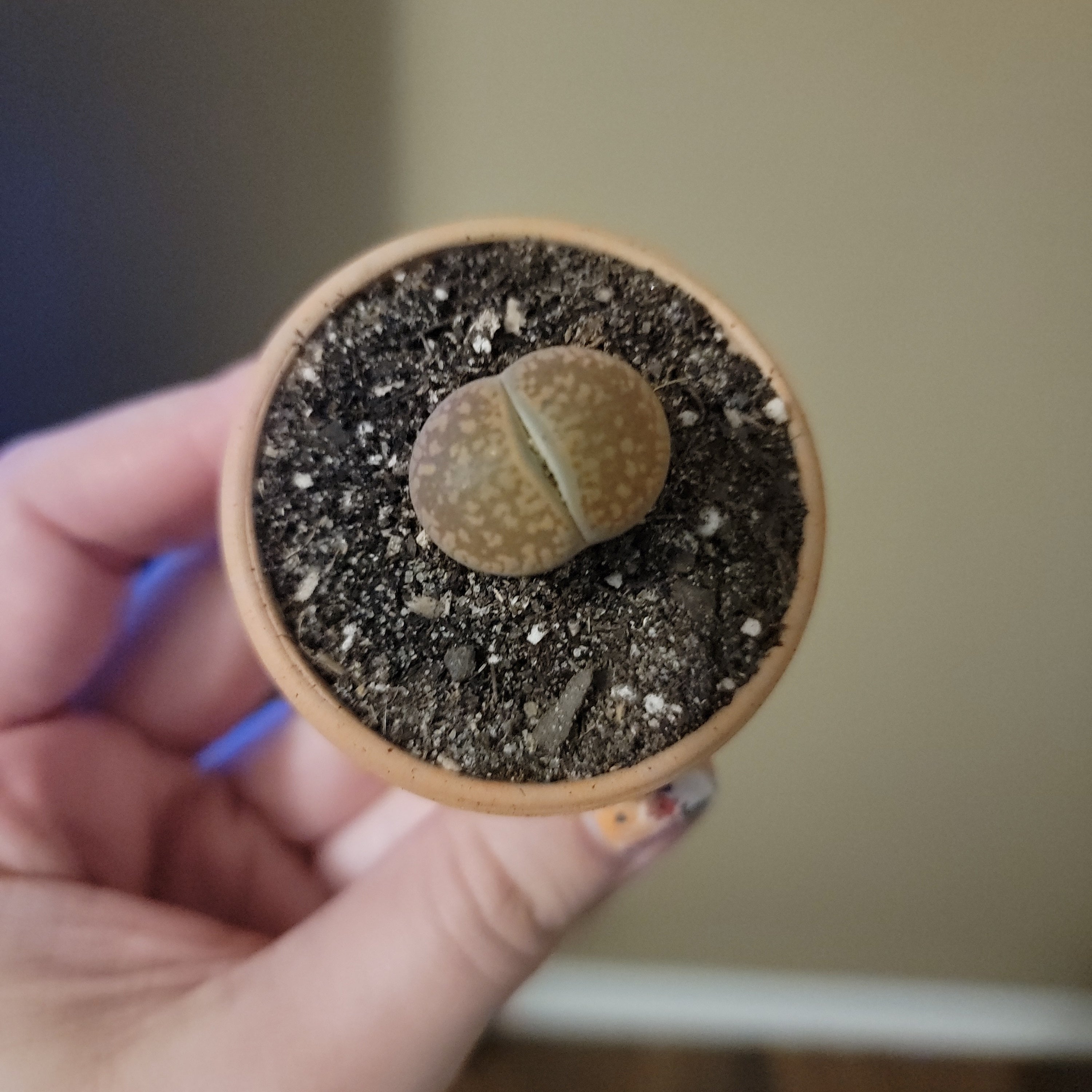 Why Are My Lithops optica 'Rubra' Leaves Falling Over? 🪨