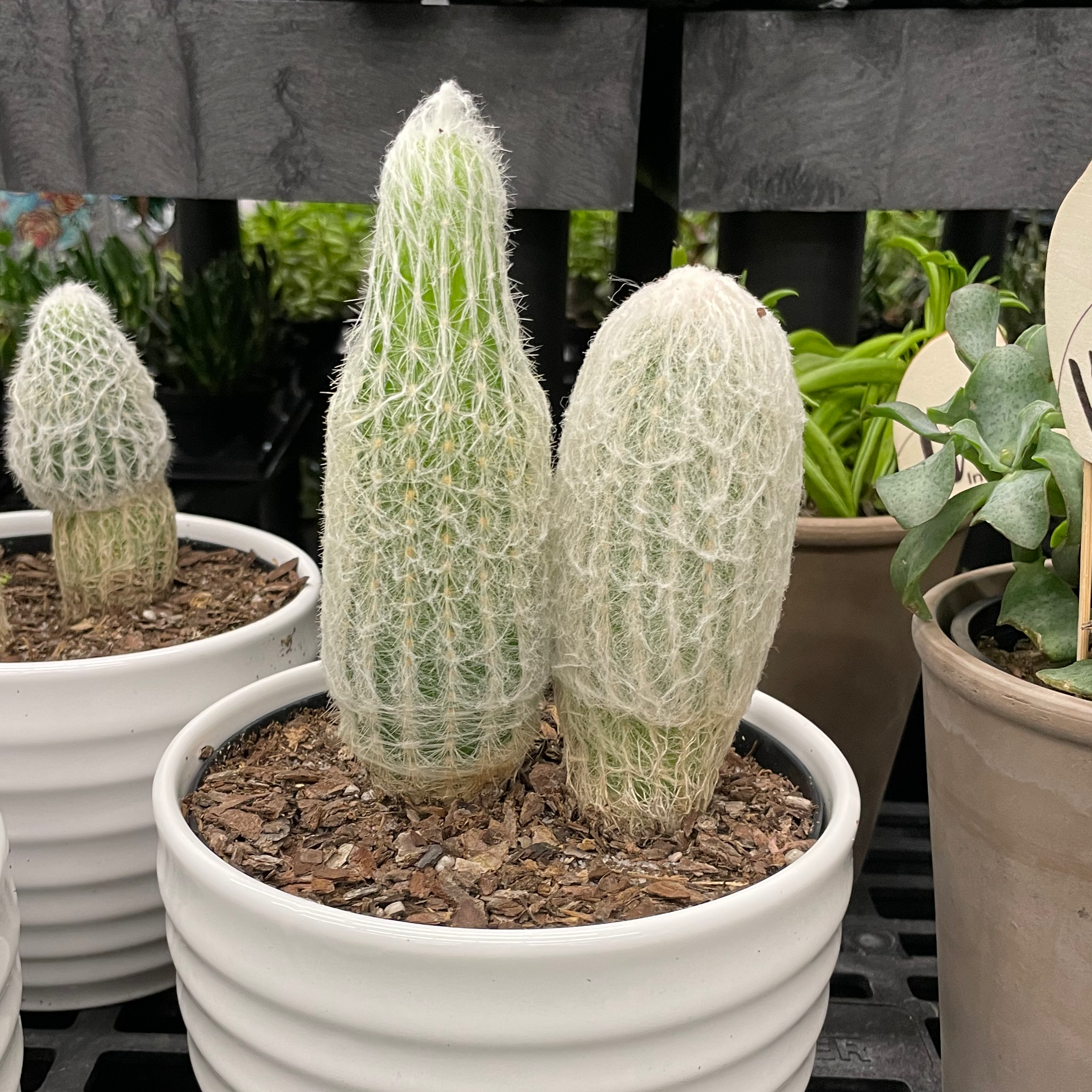 10 Benefits of Having a Peruvian Old Man Cactus 👴