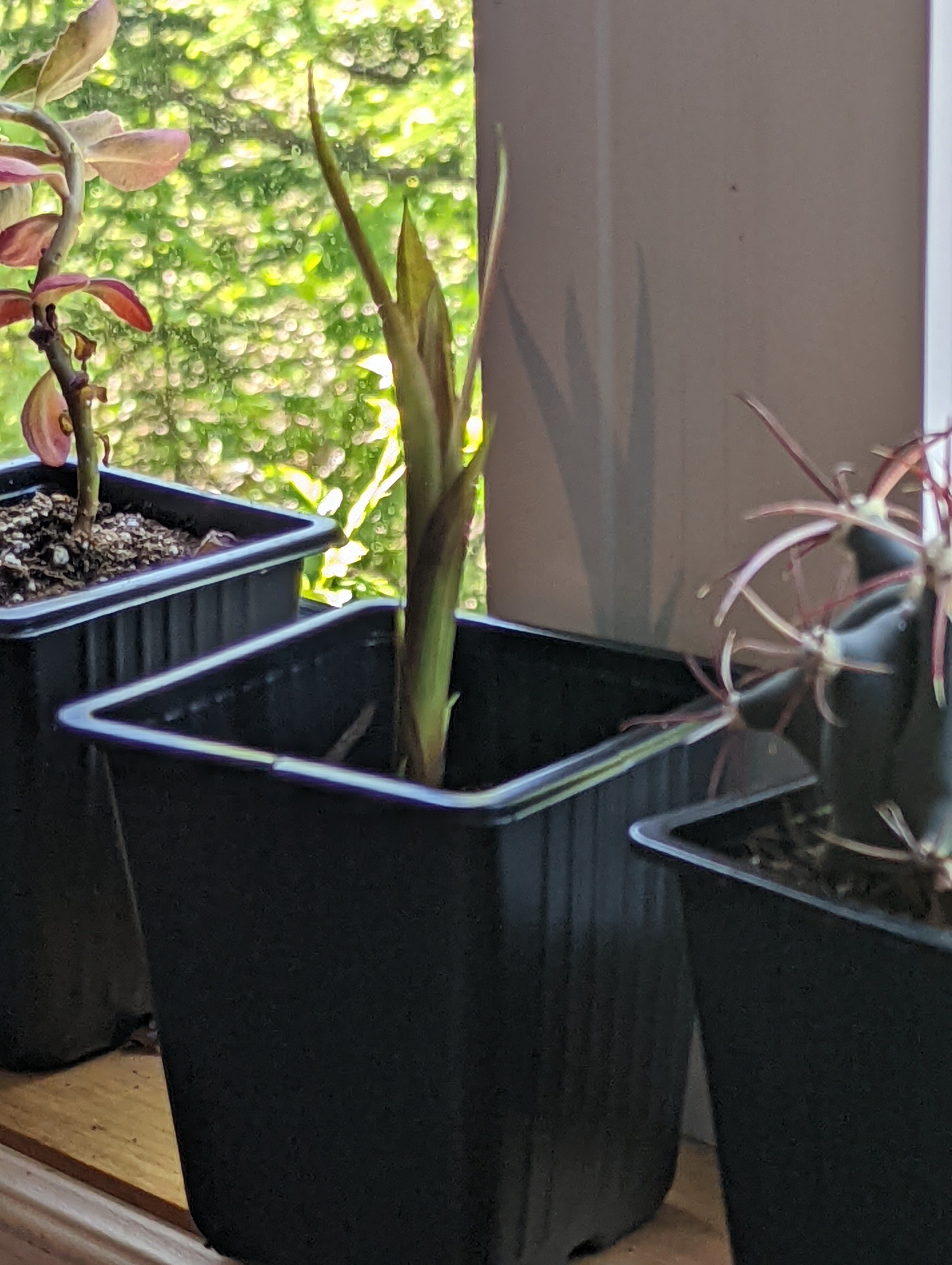 Black Spots on My Guzmania Bromeliad Leaves