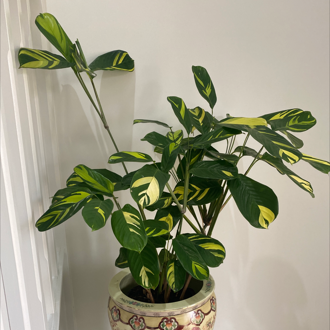 10 Benefits of Having a Golden Mosaic Plant