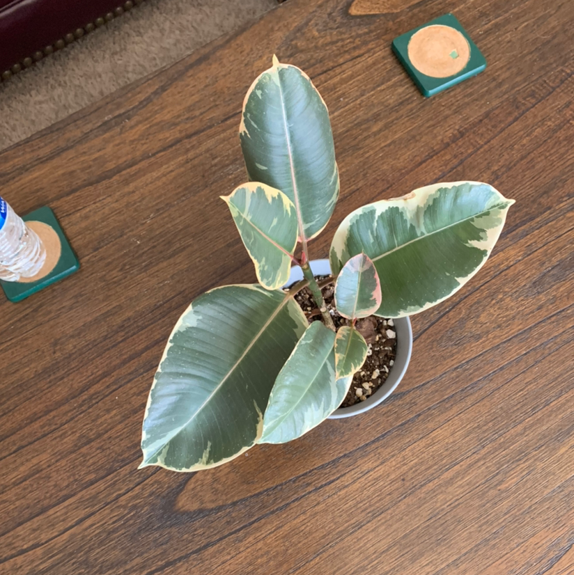 🍂 What Should I Do When Ficus 'ruby' Leaves Turn Yellow?