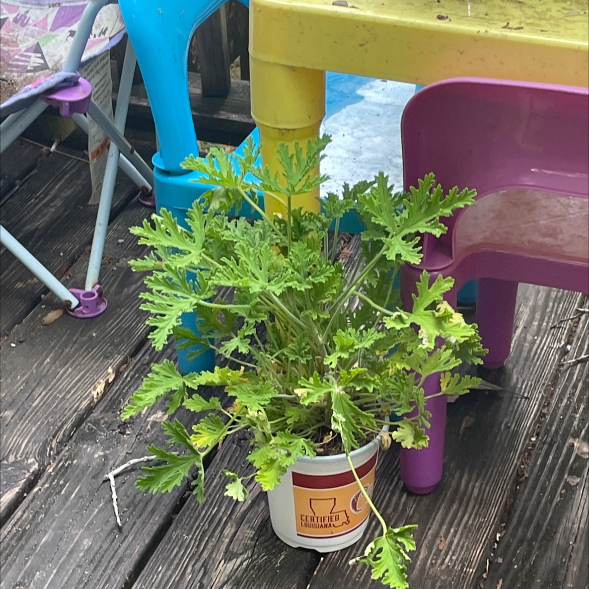 What Do Citronella (anti-mosquito plant) Flowers Mean? 🦟