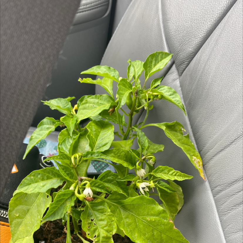 Golden Cayenne Pepper Plant Care: Water, Light, Nutrients | Greg App 🌱