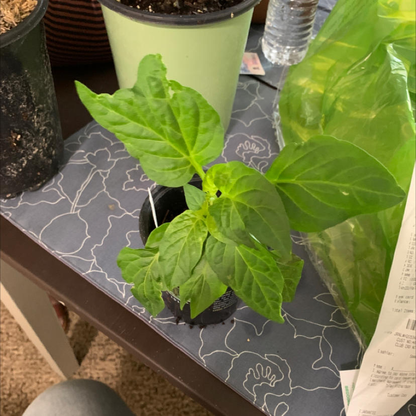 🌶 Pepper Plant - Ultimate Guide To Fertilizing