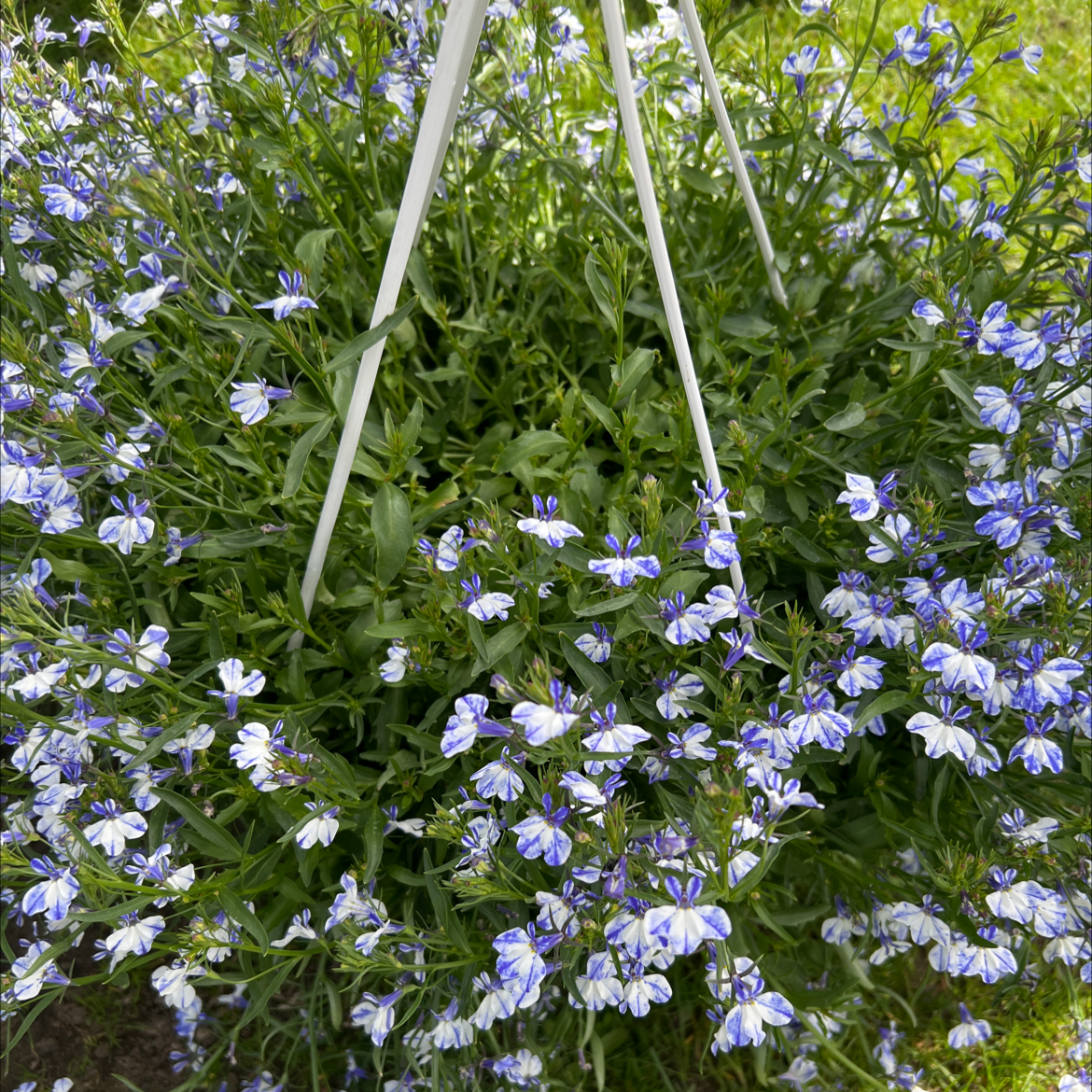 Choosing Fertilizer For My Edging Lobelia